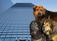 American Kennel Club | 101 Park Avenue